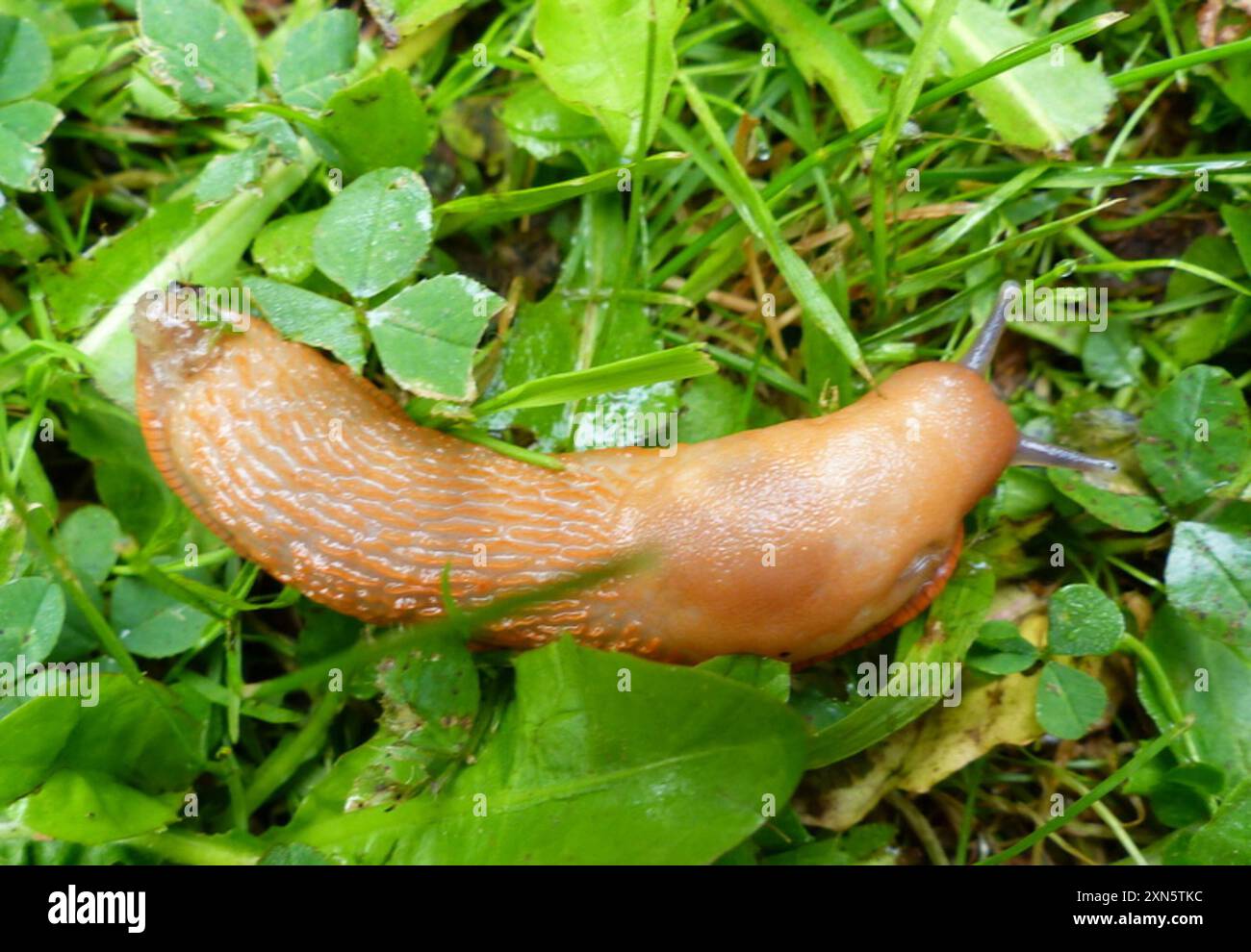 Black Slug (Arion ater) Mollusca Stock Photo - Alamy