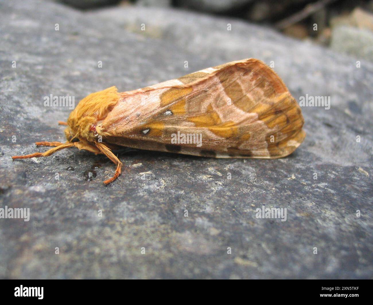 Four-spotted Ghost Moth (Sthenopis purpurascens) Insecta Stock Photo ...