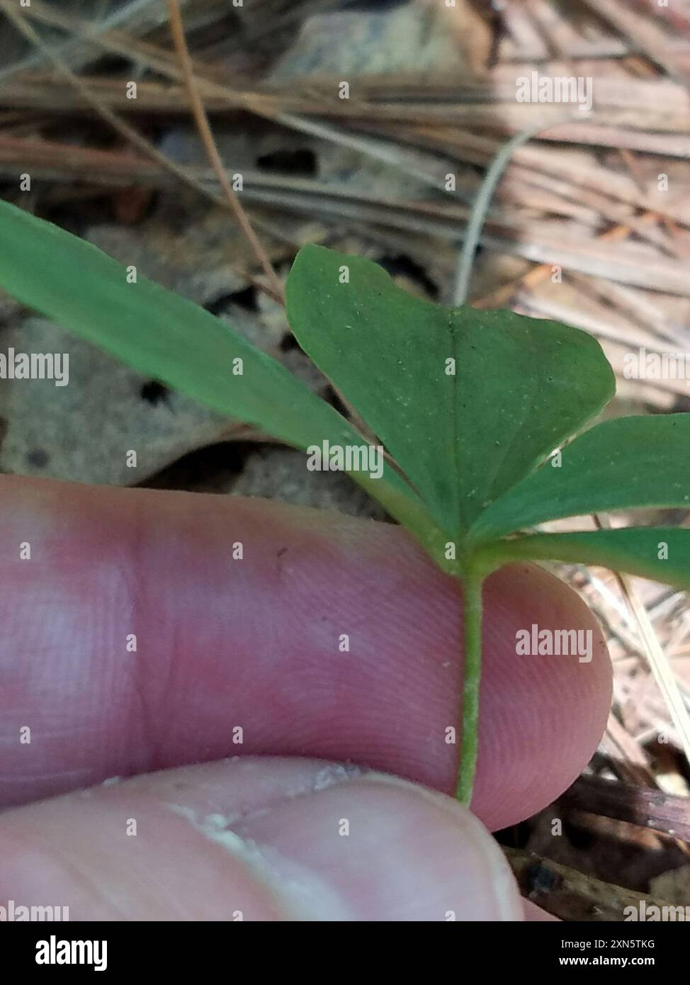 Cucumber Root (Medeola virginiana) Plantae Stock Photo - Alamy