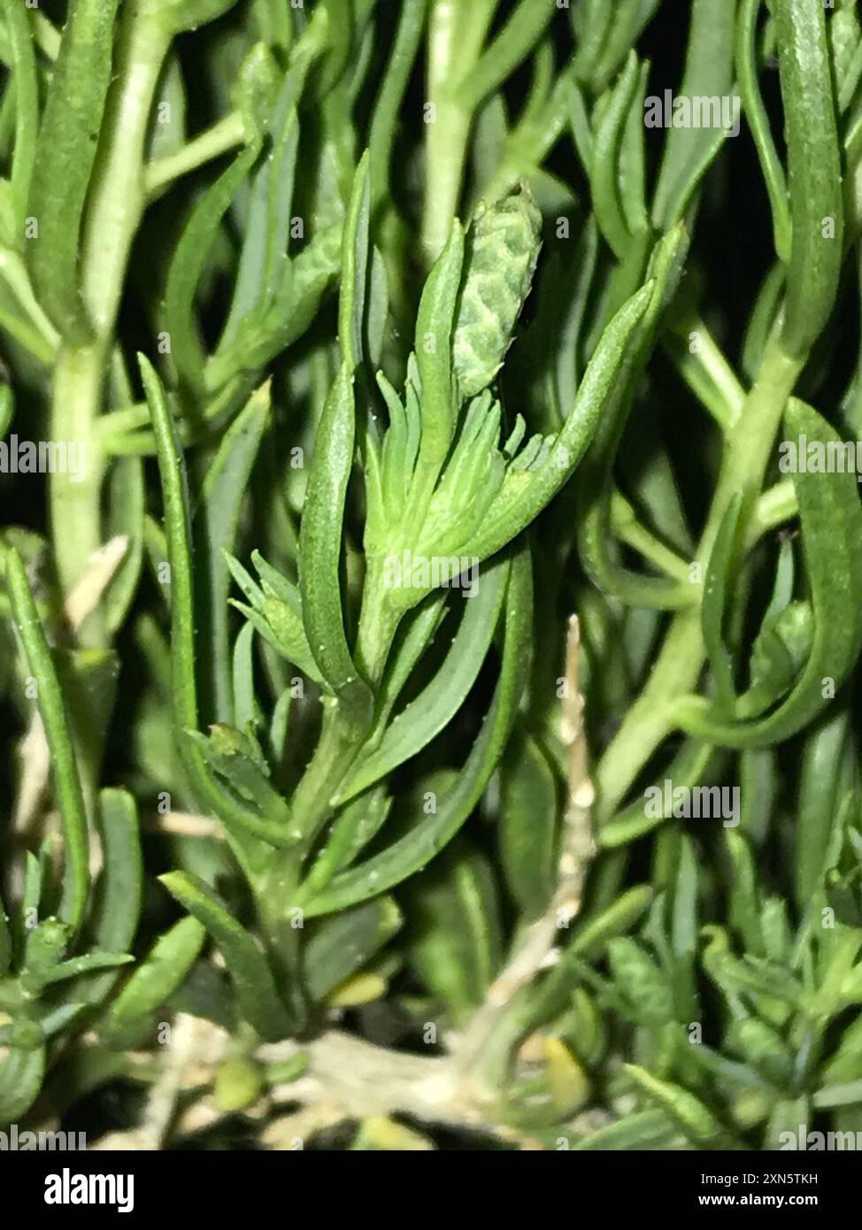 Sarcobatus vermiculatus hi-res stock photography and images - Alamy