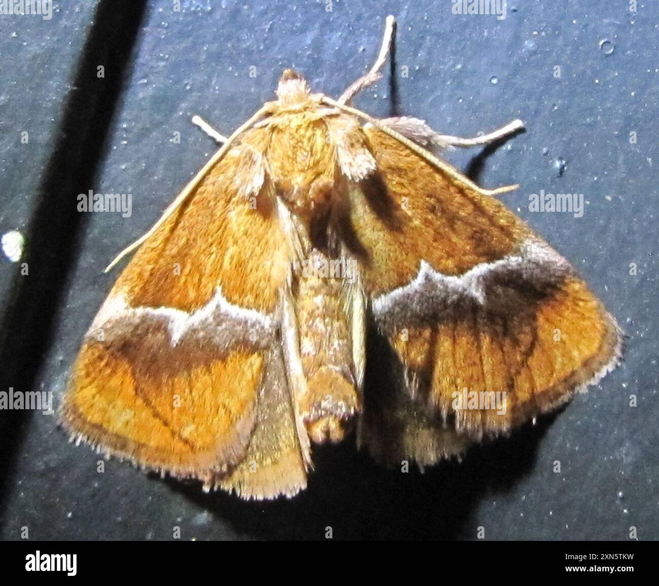 Yellow-shouldered Slug Moth (Lithacodes fasciola) Insecta Stock Photo ...