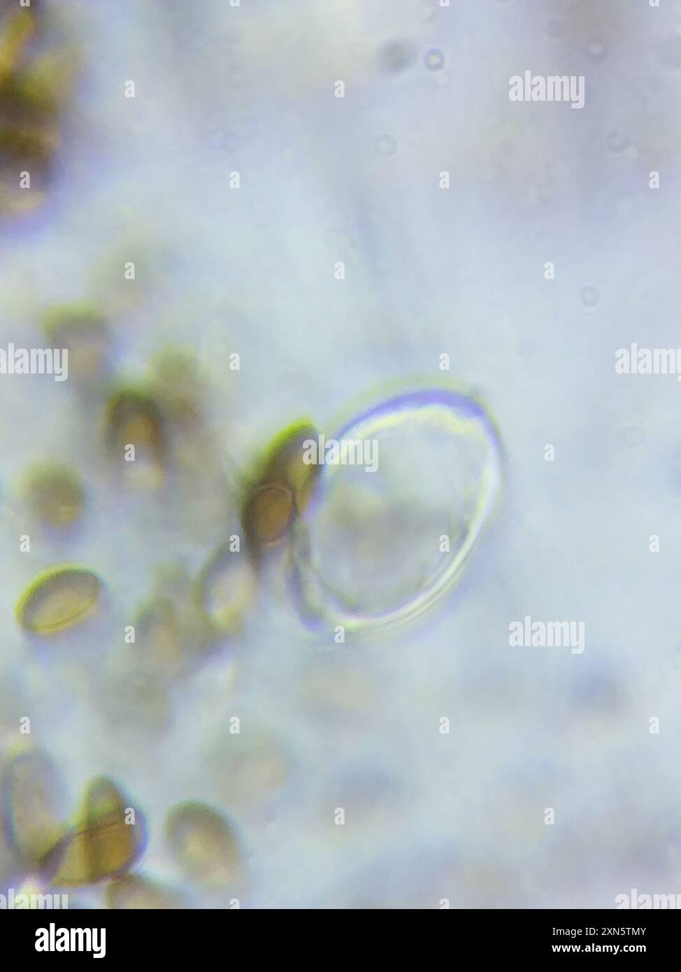 Pale Brittlestem (Candolleomyces candolleanus) Fungi Stock Photo - Alamy