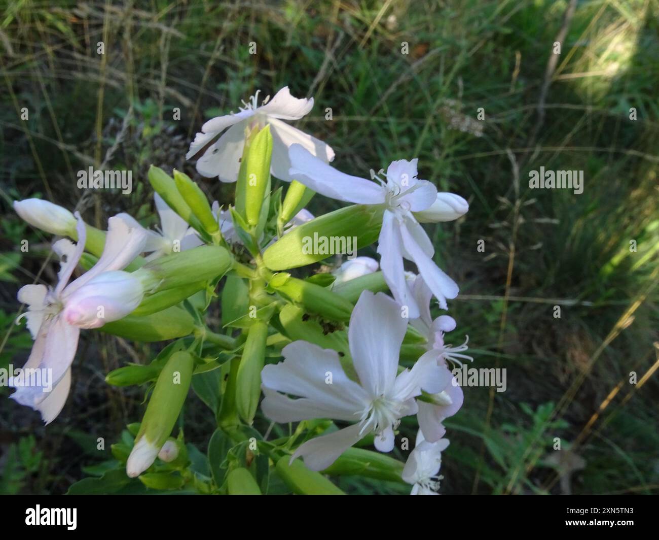 common soapwort (Saponaria officinalis) Plantae Stock Photo - Alamy