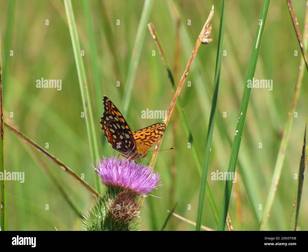 Aphrodite Fritillary (Argynnis aphrodite) Insecta Stock Photo - Alamy