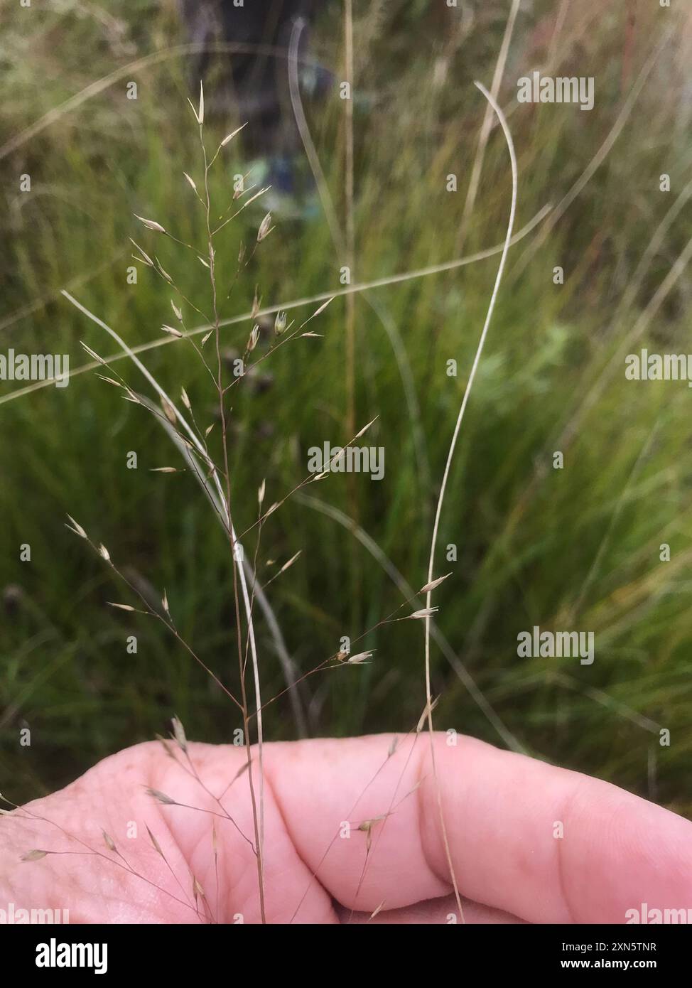 prairie dropseed (Sporobolus heterolepis) Plantae Stock Photo - Alamy