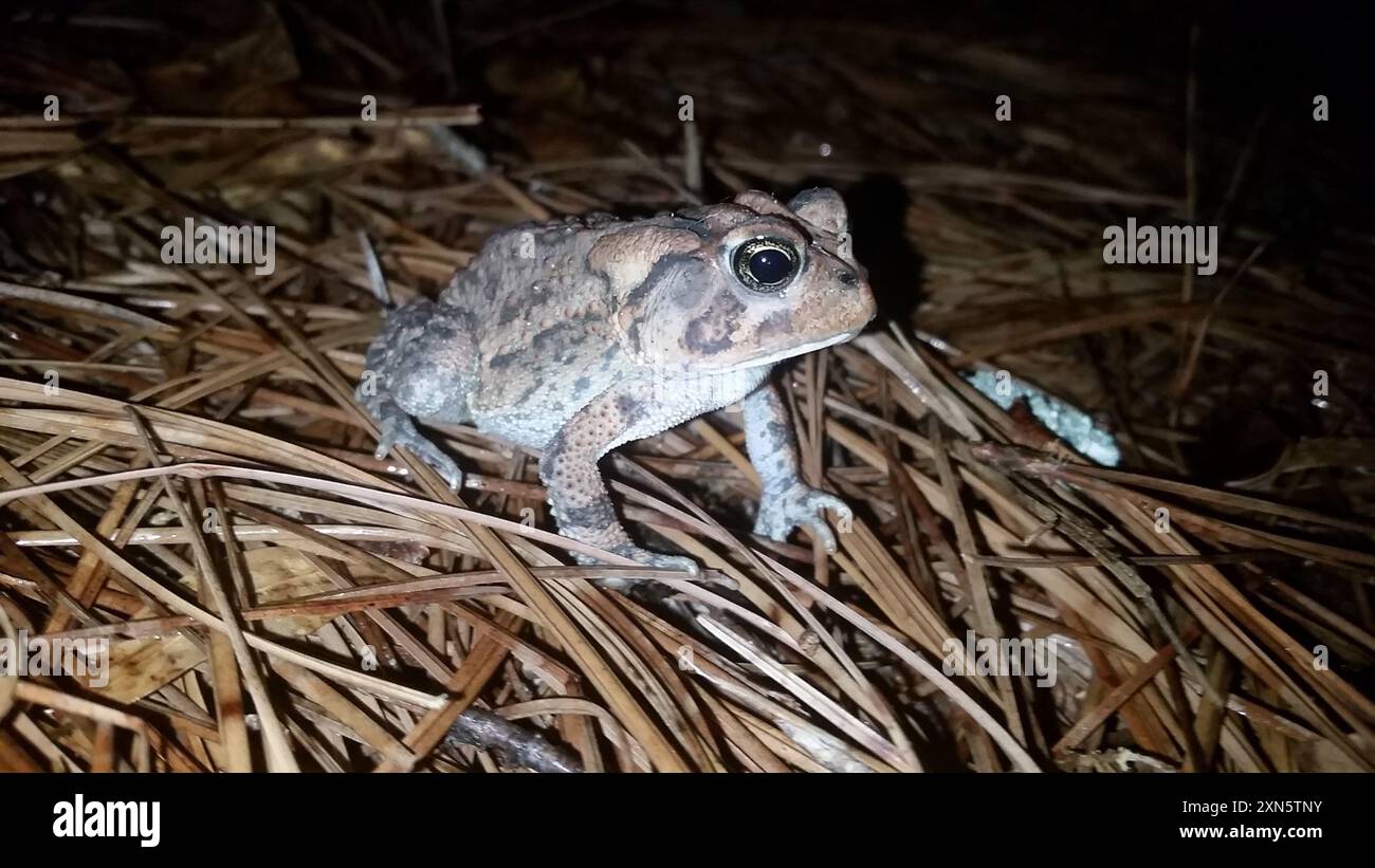 Southern Toad (Anaxyrus terrestris) Amphibia Stock Photo - Alamy