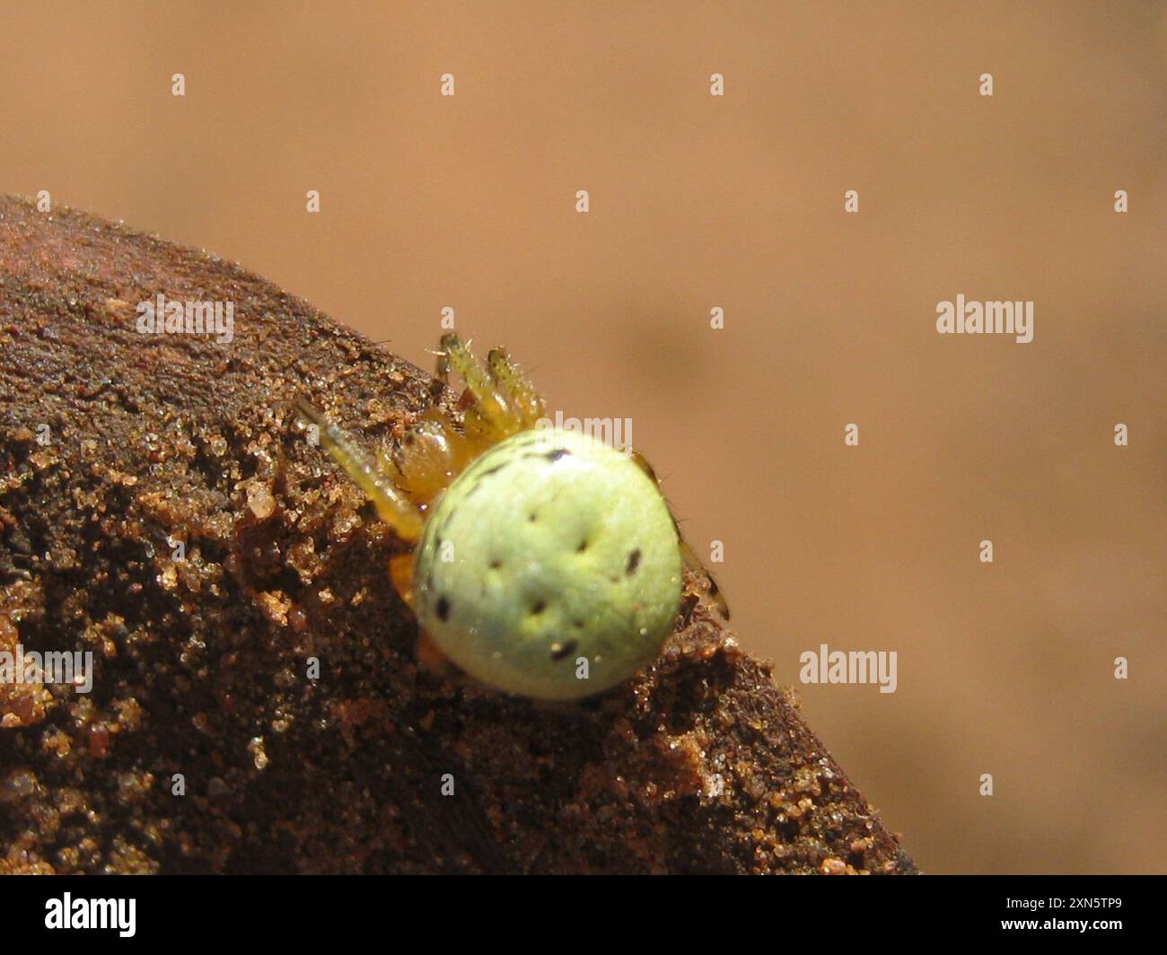 Green Hairy Field Spider (Neoscona rufipalpis) Arachnida Stock Photo ...