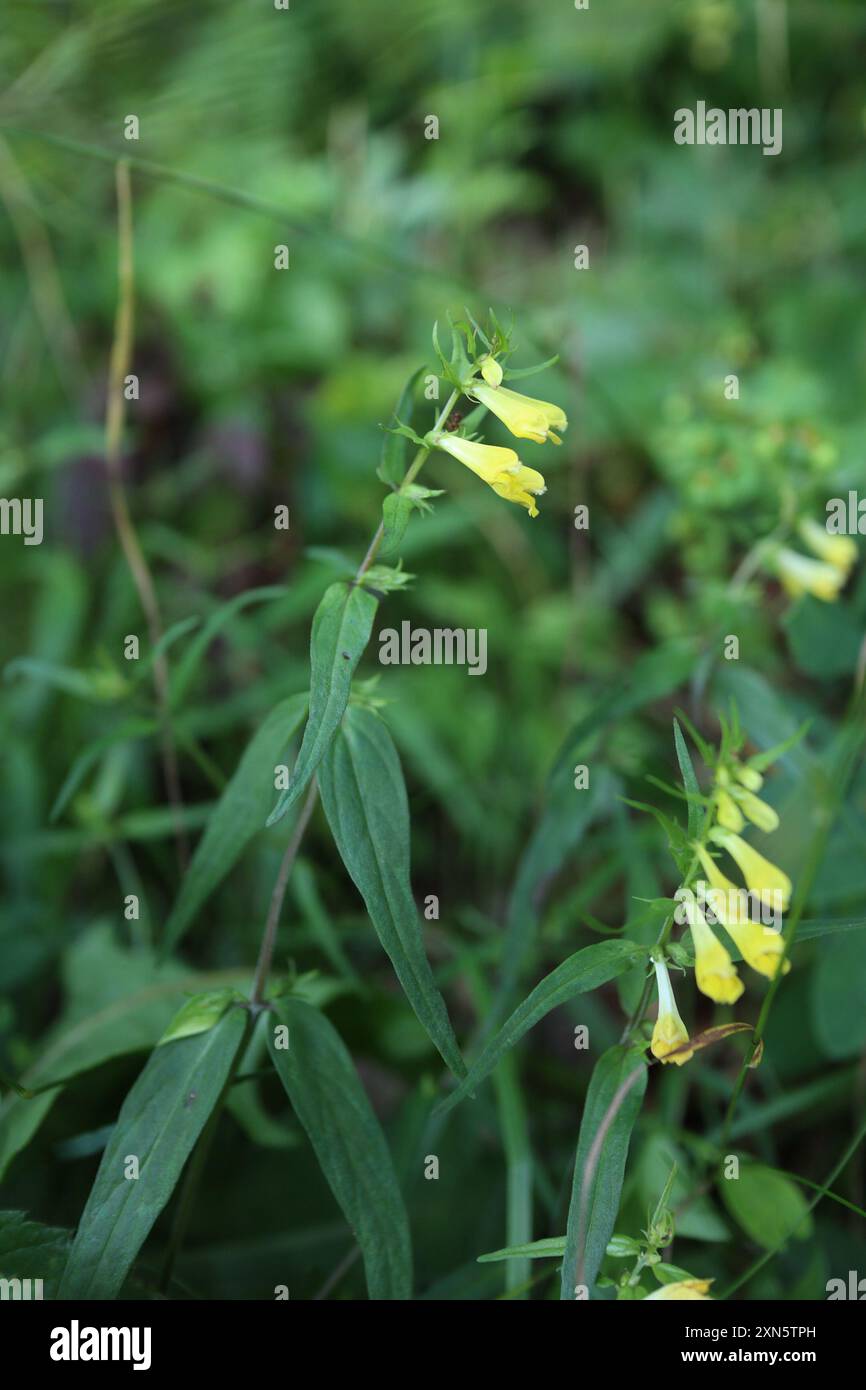 Common Cow-wheat (Melampyrum pratense) Plantae Stock Photo - Alamy