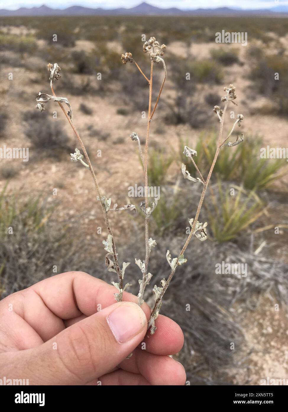 mariola (Parthenium incanum) Plantae Stock Photo - Alamy