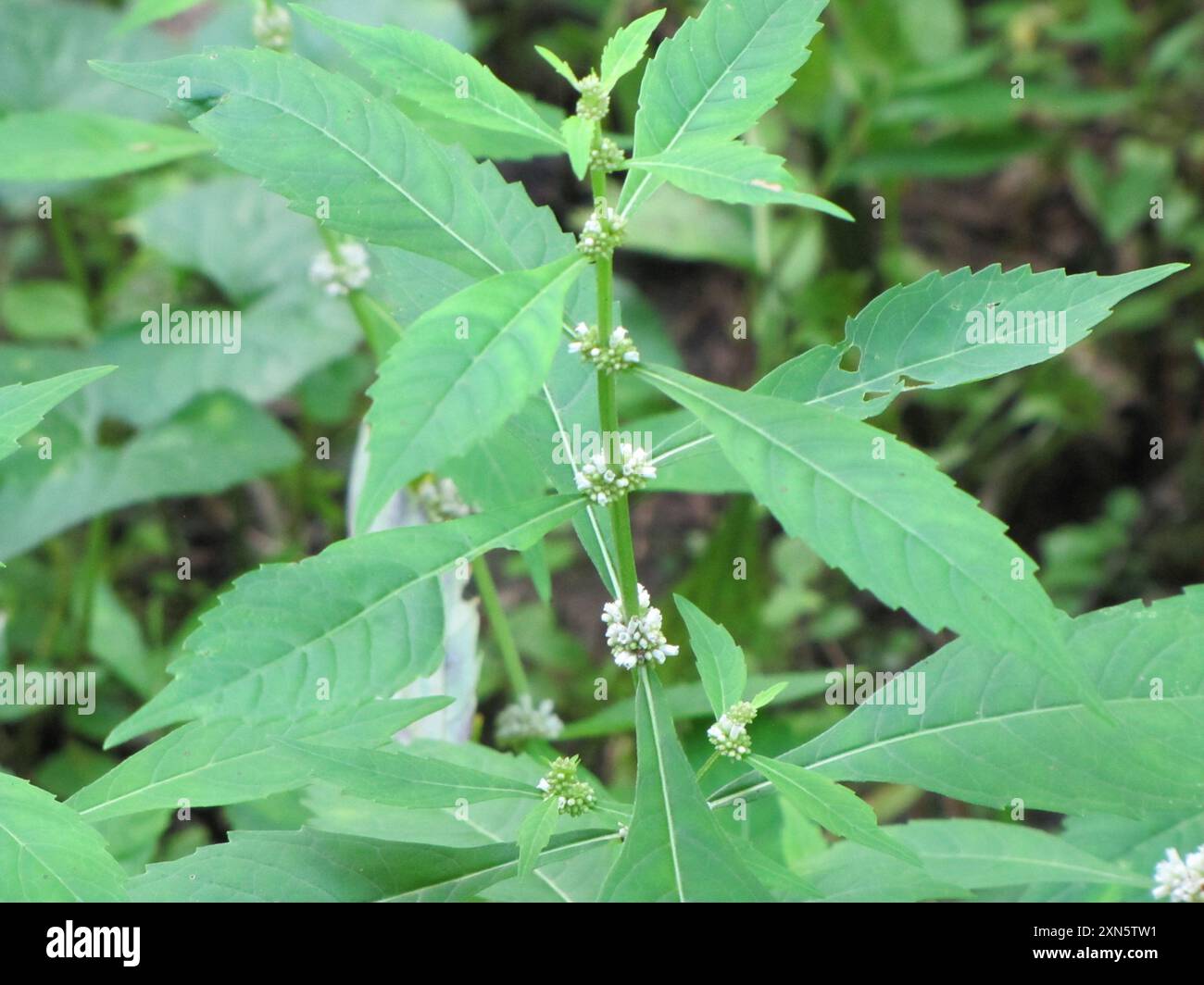 sweet bugleweed (Lycopus virginicus) Plantae Stock Photo - Alamy