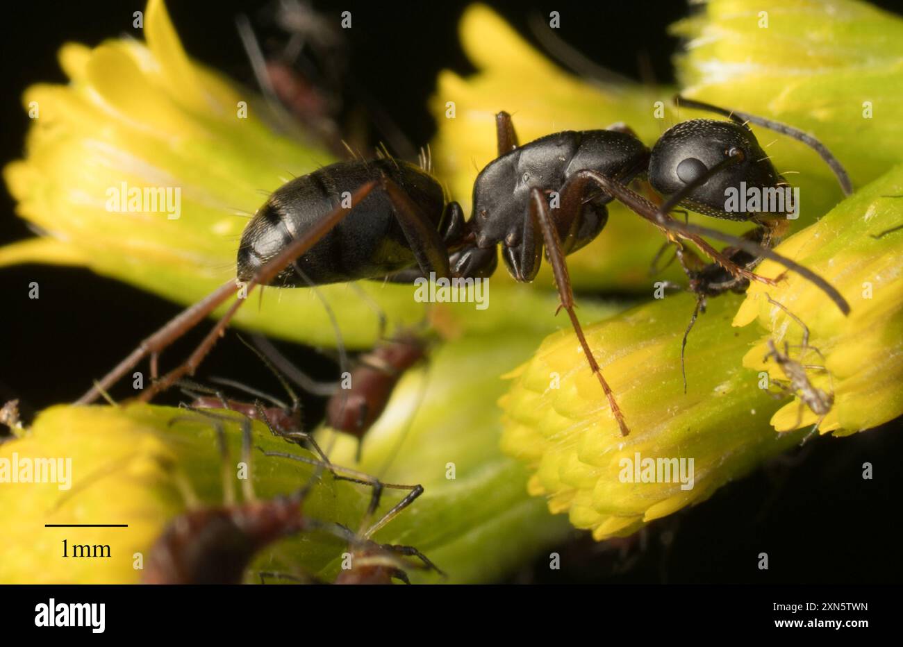 Western Black Carpenter Ant (Camponotus modoc) Insecta Stock Photo - Alamy