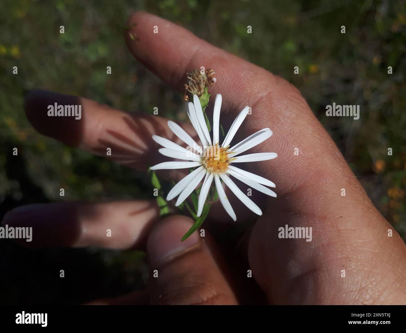 northern bog aster (Symphyotrichum boreale) Plantae Stock Photo - Alamy