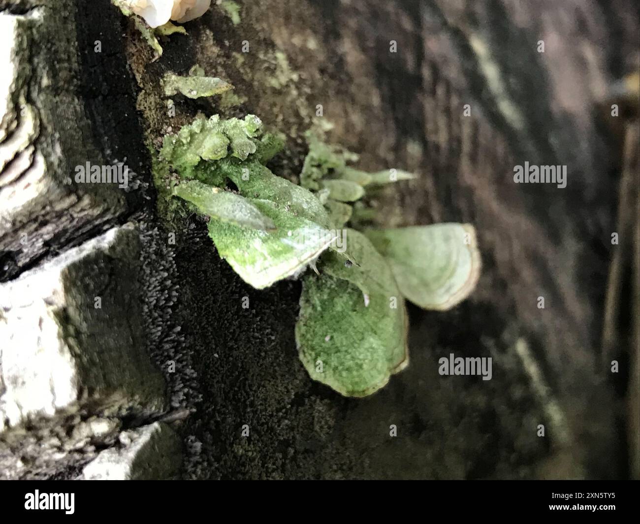 violet-toothed polypore (Trichaptum biforme) Fungi Stock Photo - Alamy