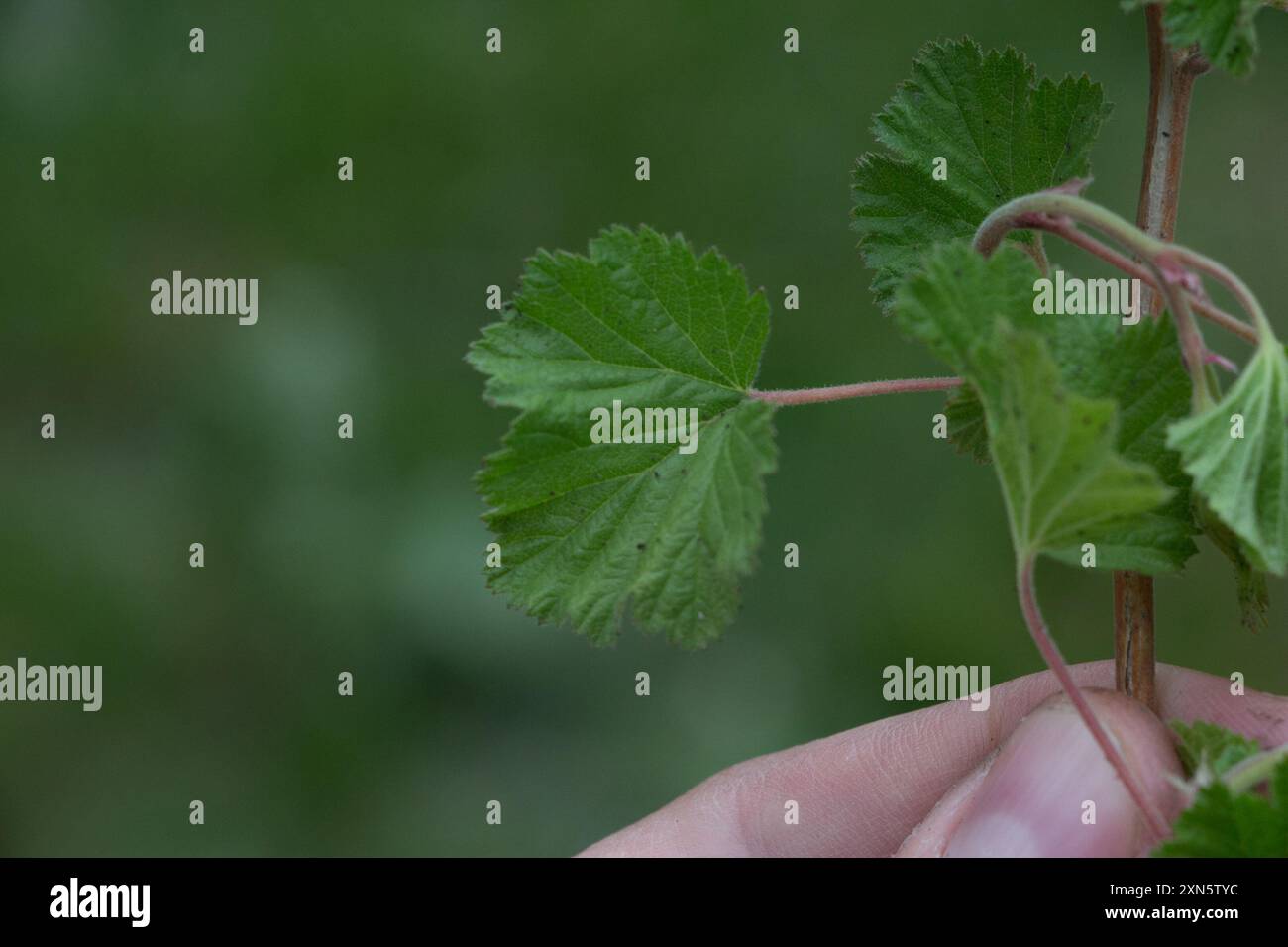Rocky Mountain raspberry (Rubus deliciosus) Plantae Stock Photo - Alamy