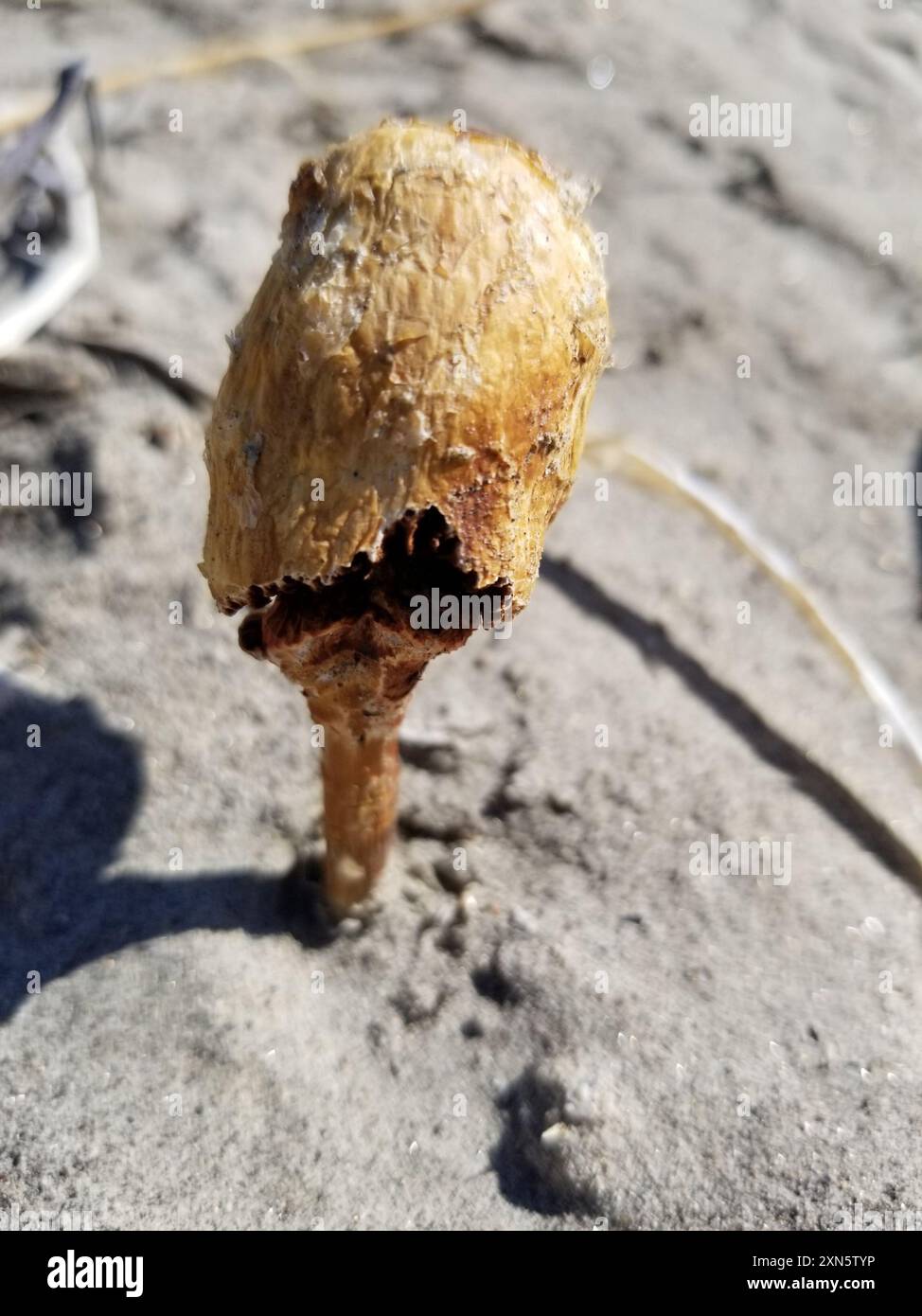 Desert Shaggymane (Podaxis pistillaris) Fungi Stock Photo - Alamy