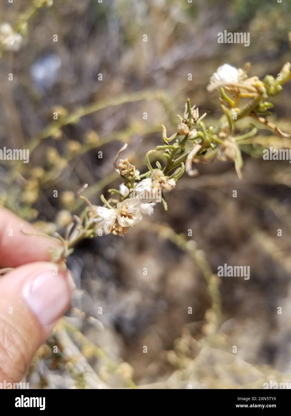 Cheesebush (Ambrosia salsola) Plantae Stock Photo - Alamy