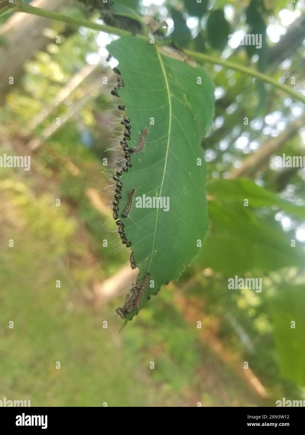 Walnut Caterpillar Moth (Datana integerrima) Insecta Stock Photo - Alamy
