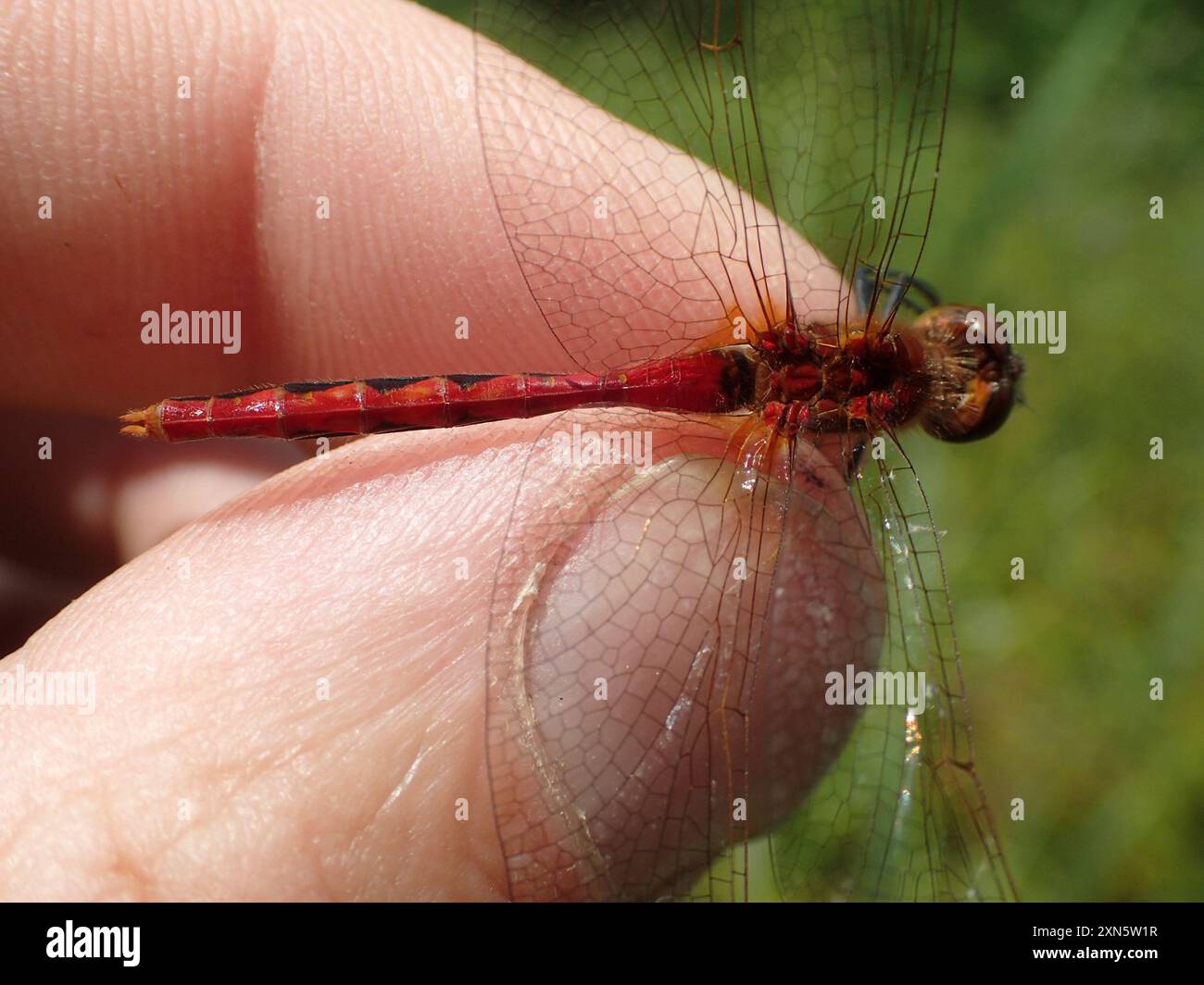 Cherry-faced Meadowhawk (Sympetrum internum) Insecta Stock Photo - Alamy