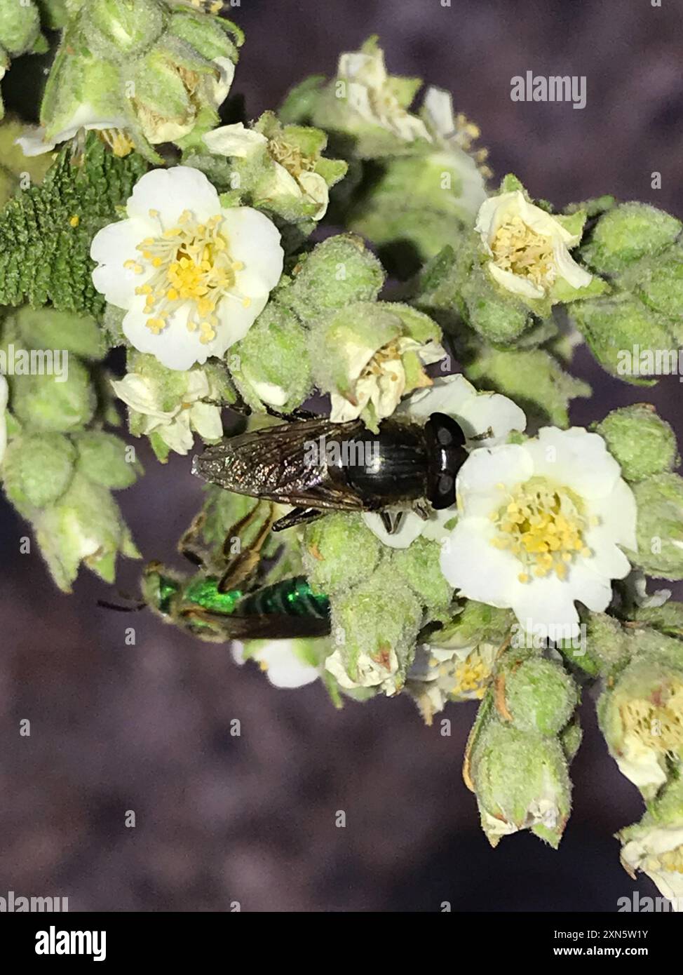 Common Sickleleg (Asemosyrphus polygrammus) Insecta Stock Photo - Alamy
