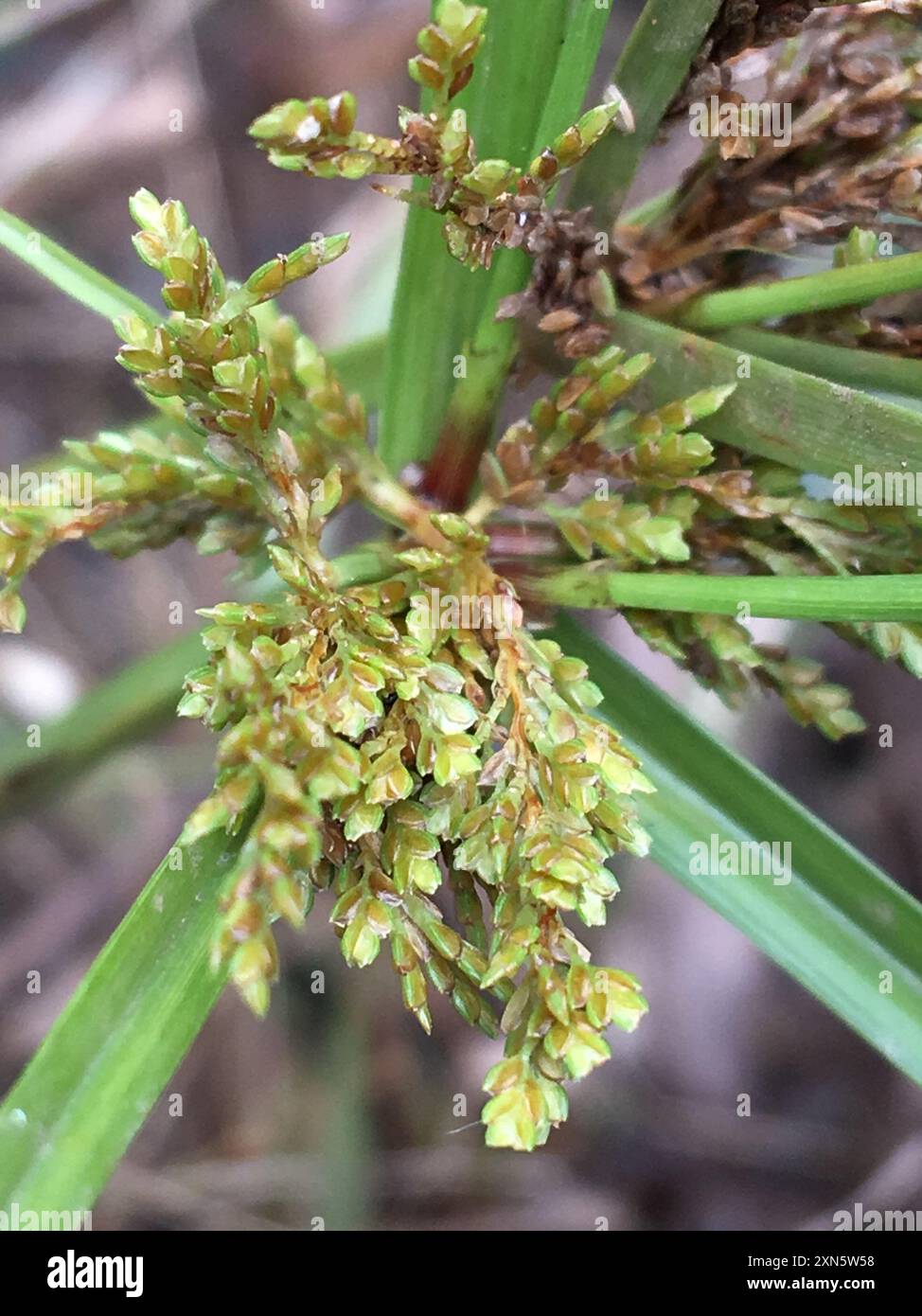 Rice flat-sedge (Cyperus iria) Plantae Stock Photo - Alamy