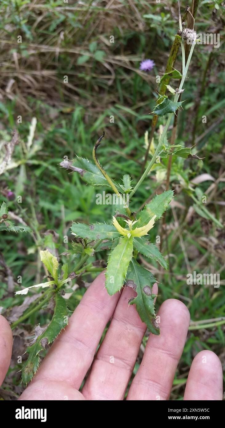 Bacterial Speck (Pseudomonas syringae Stock Photo - Alamy