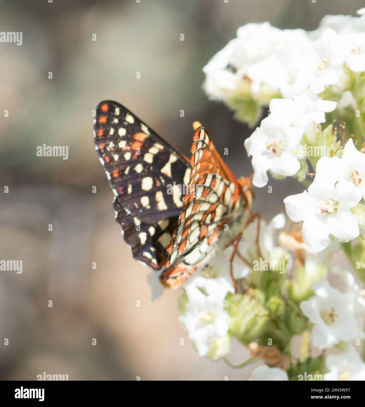 Variable Checkerspot (Euphydryas chalcedona) Insecta Stock Photo - Alamy