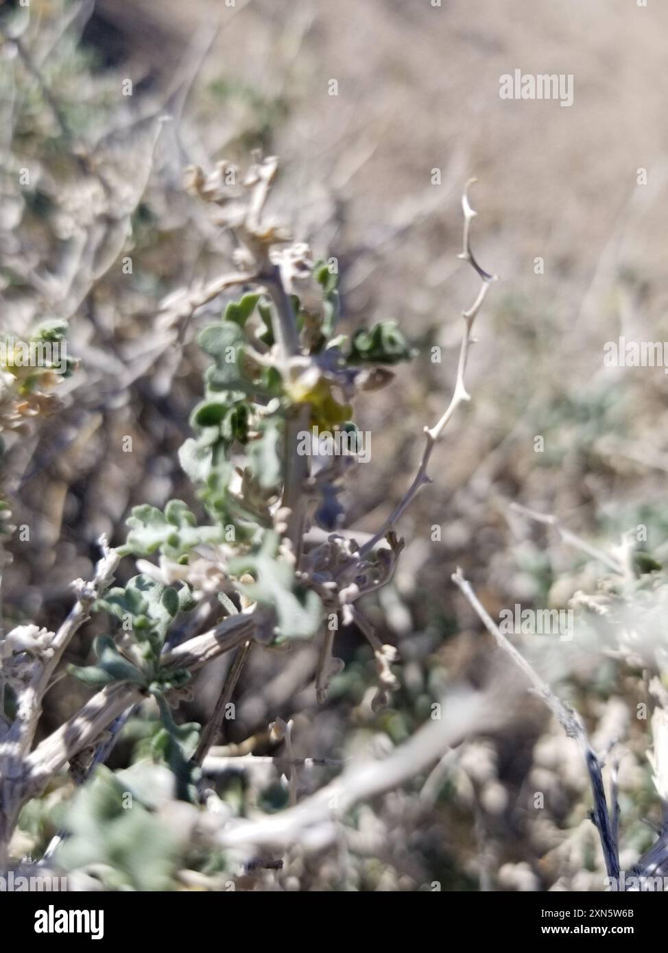 Burrobush (Ambrosia dumosa) Plantae Stock Photo - Alamy