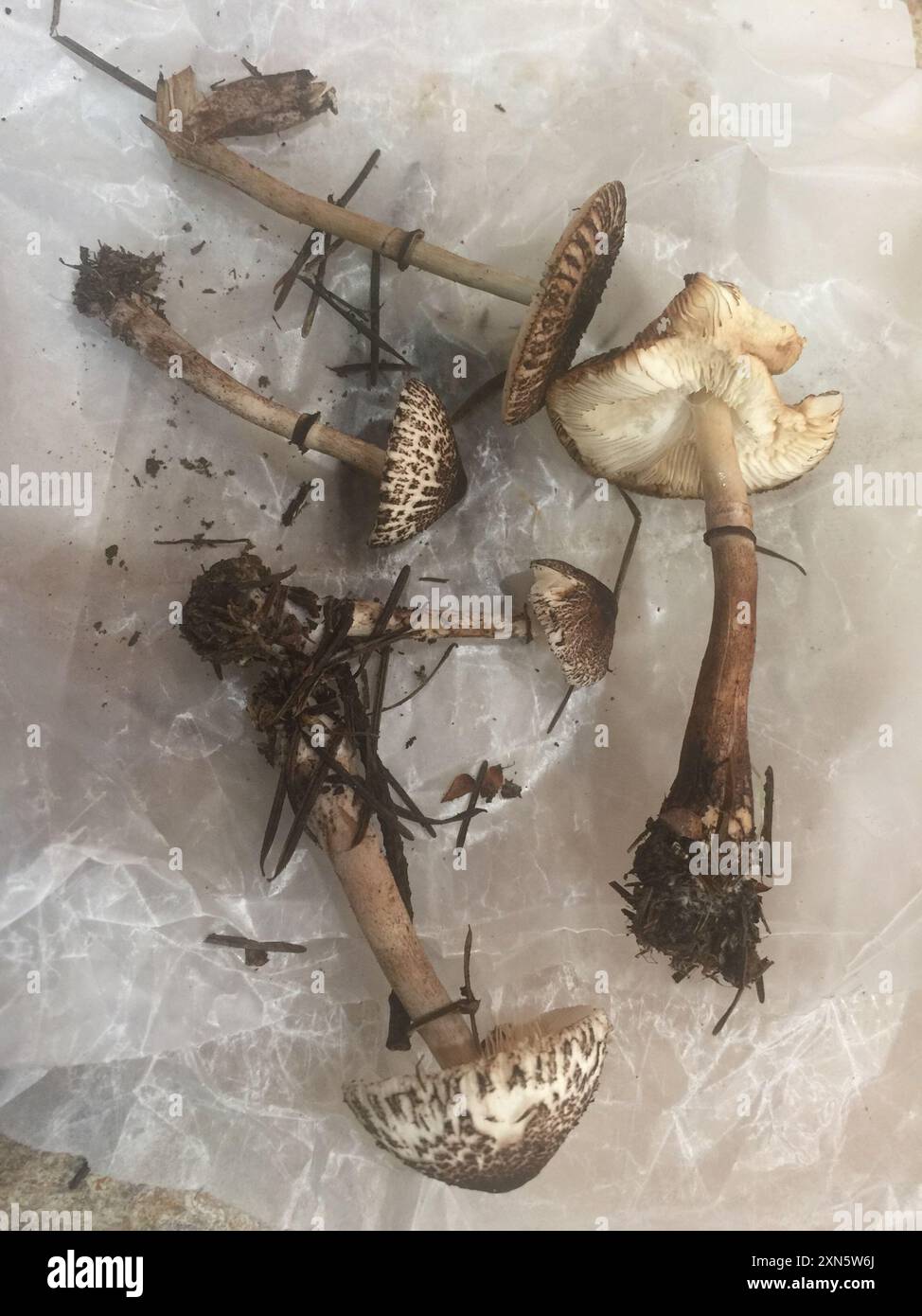 Dark Dapperling (Lepiota atrodisca) Fungi Stock Photo - Alamy