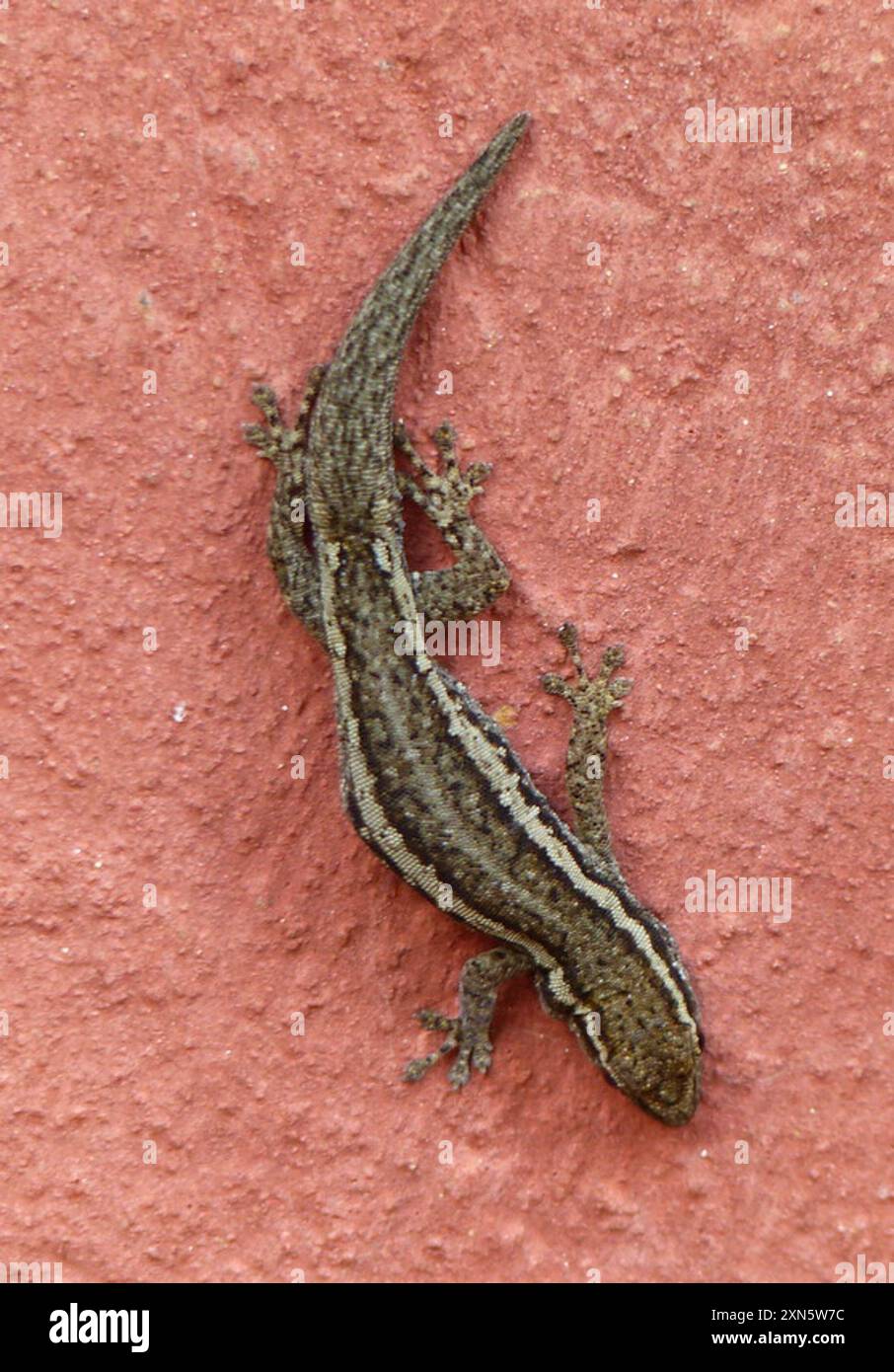 Common Dwarf Gecko (Lygodactylus capensis) Reptilia Stock Photo - Alamy