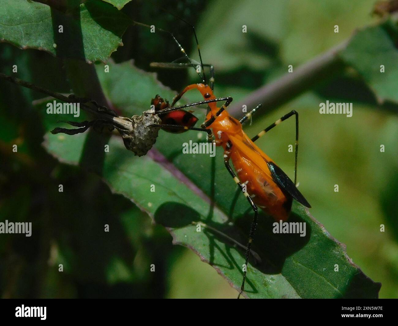 Milkweed Assassin Bug (Zelus longipes) Insecta Stock Photo - Alamy