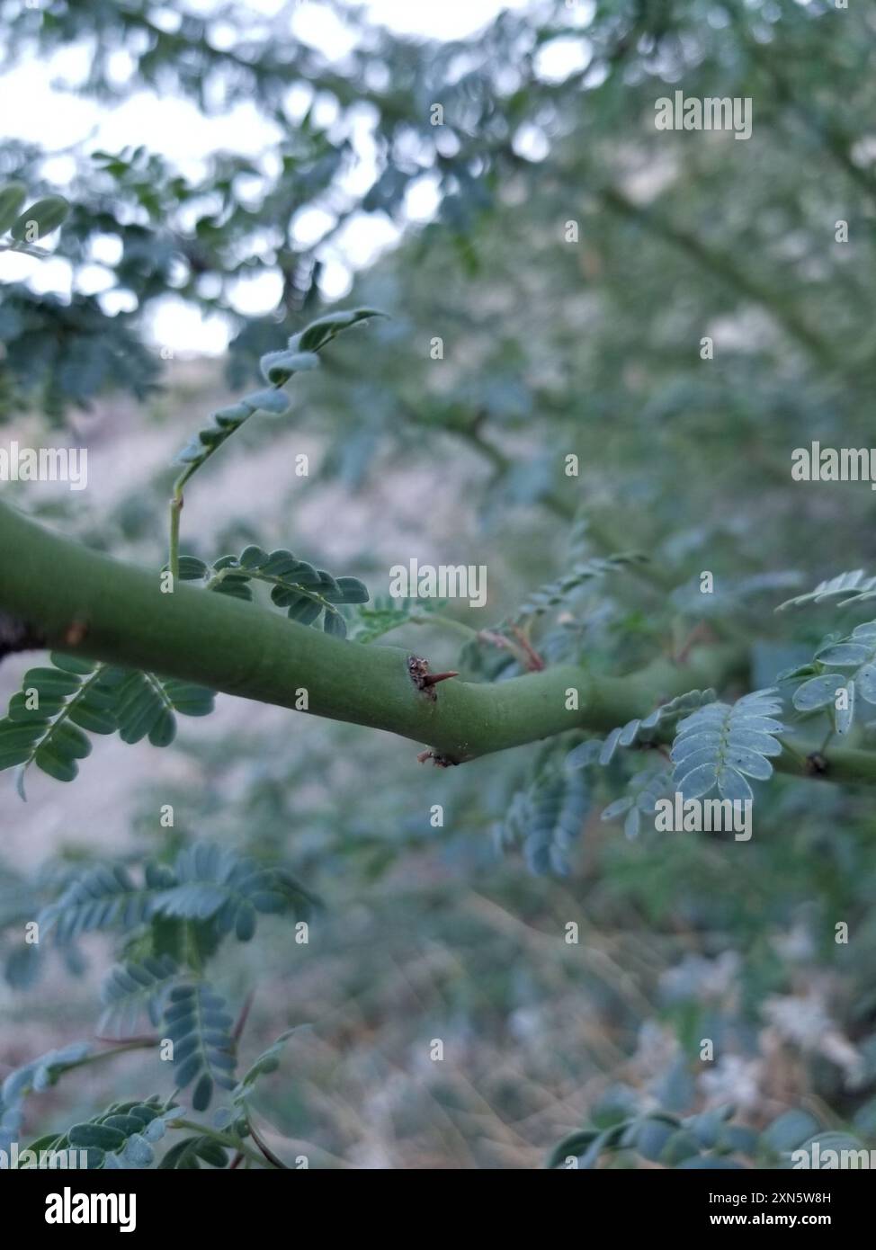 palo brea (Parkinsonia praecox) Plantae Stock Photo - Alamy