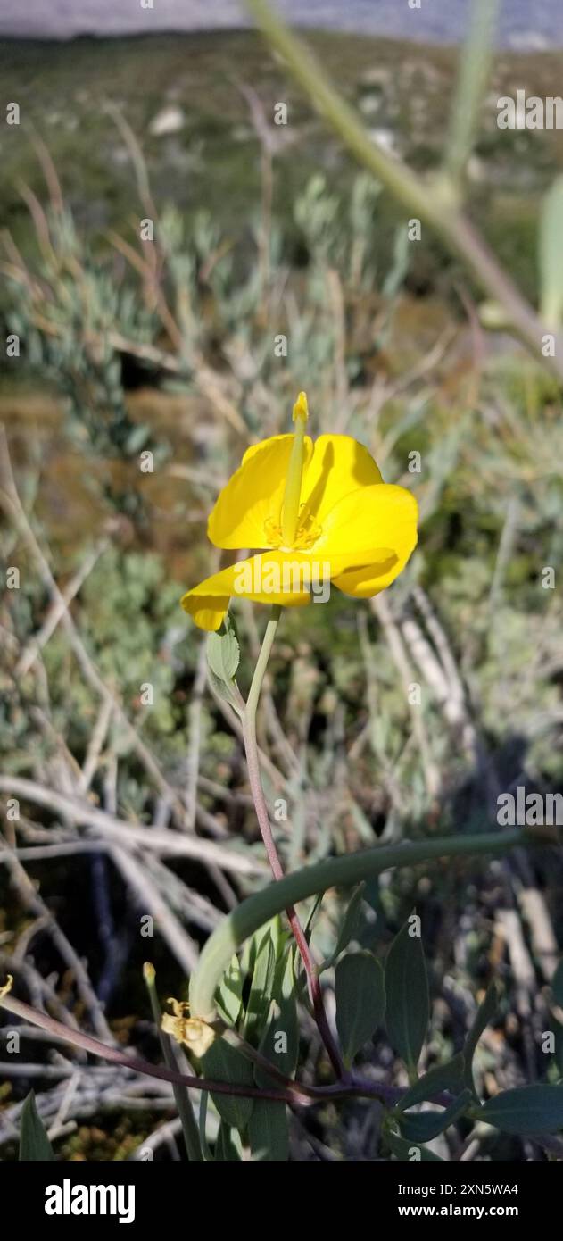 Bush Poppy (Dendromecon rigida) Plantae Stock Photo - Alamy