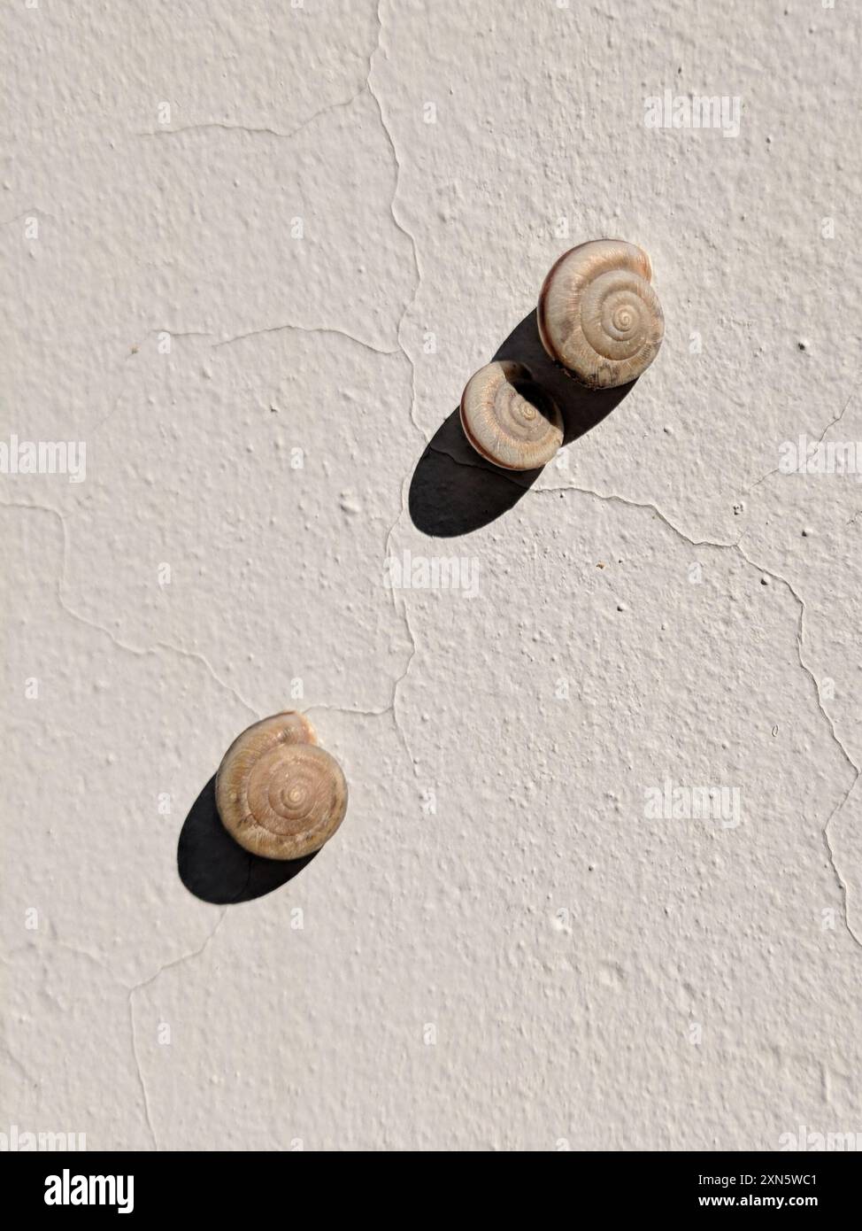 (Cathaica fasciola) Mollusca Stock Photo - Alamy