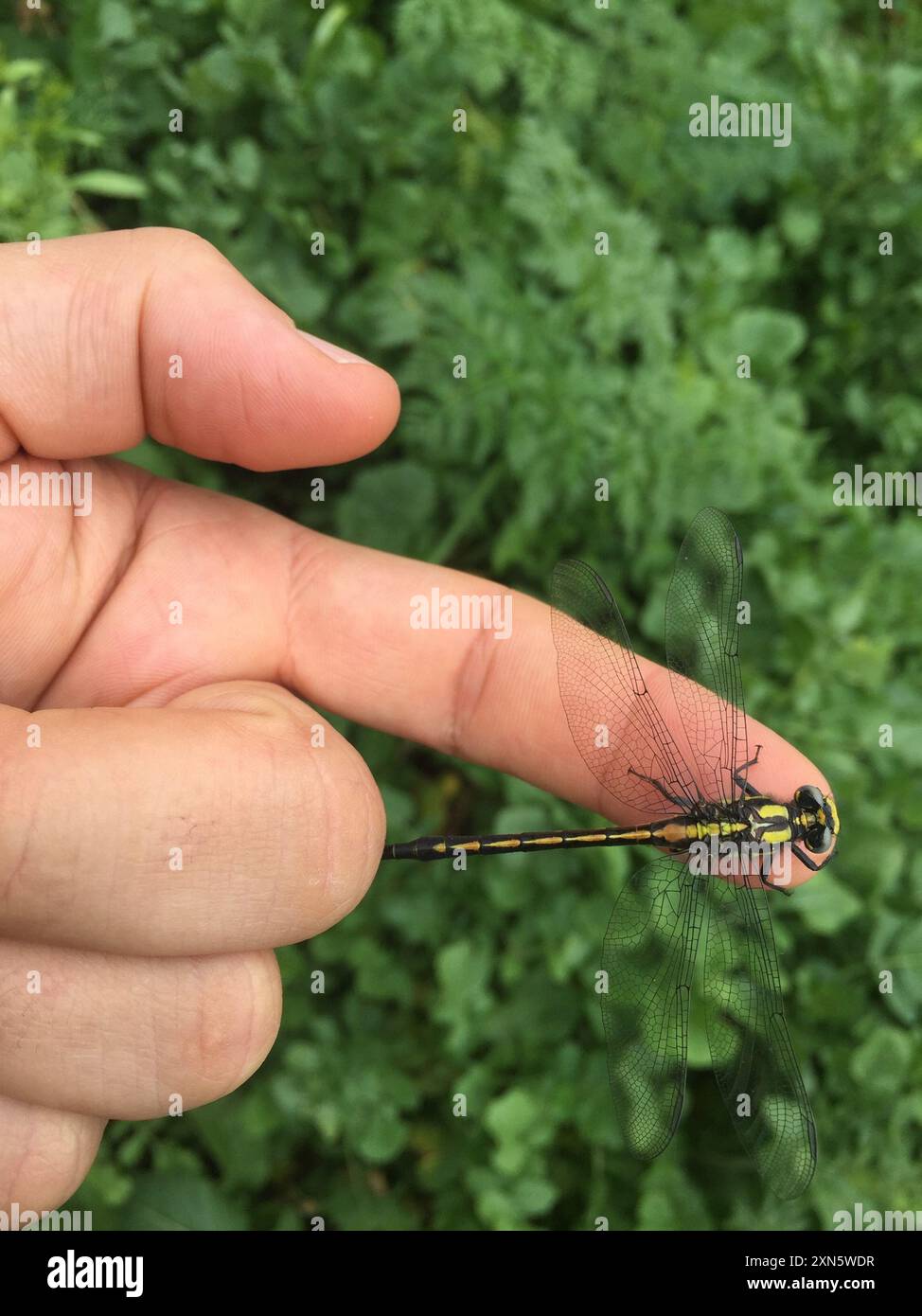 Pacific Clubtail (Phanogomphus kurilis) Insecta Stock Photo - Alamy