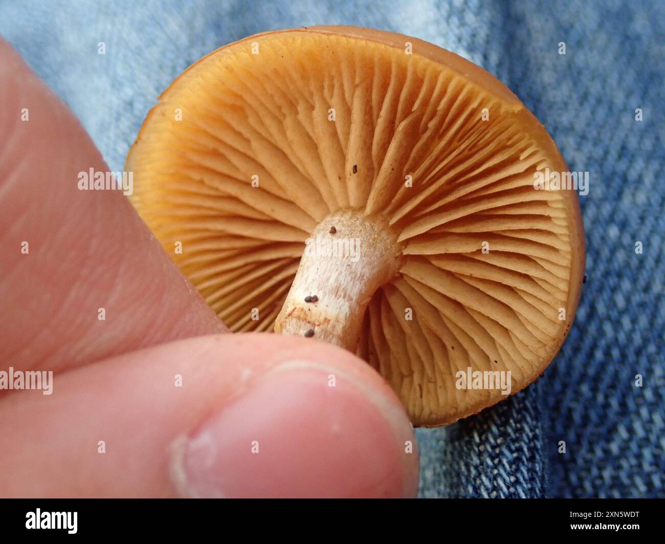 Common Gilled Mushrooms and Allies (Agaricales) Fungi Stock Photo - Alamy