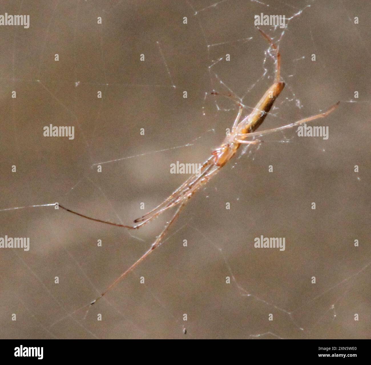 Stretch Spiders (Tetragnatha) Arachnida Stock Photo - Alamy