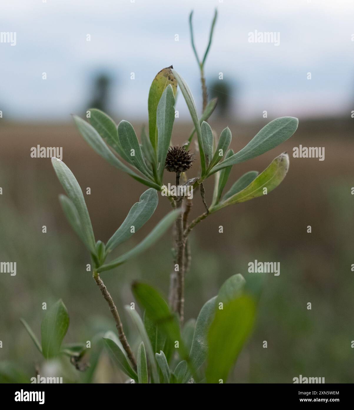 sea ox-eye (Borrichia frutescens) Plantae Stock Photo - Alamy
