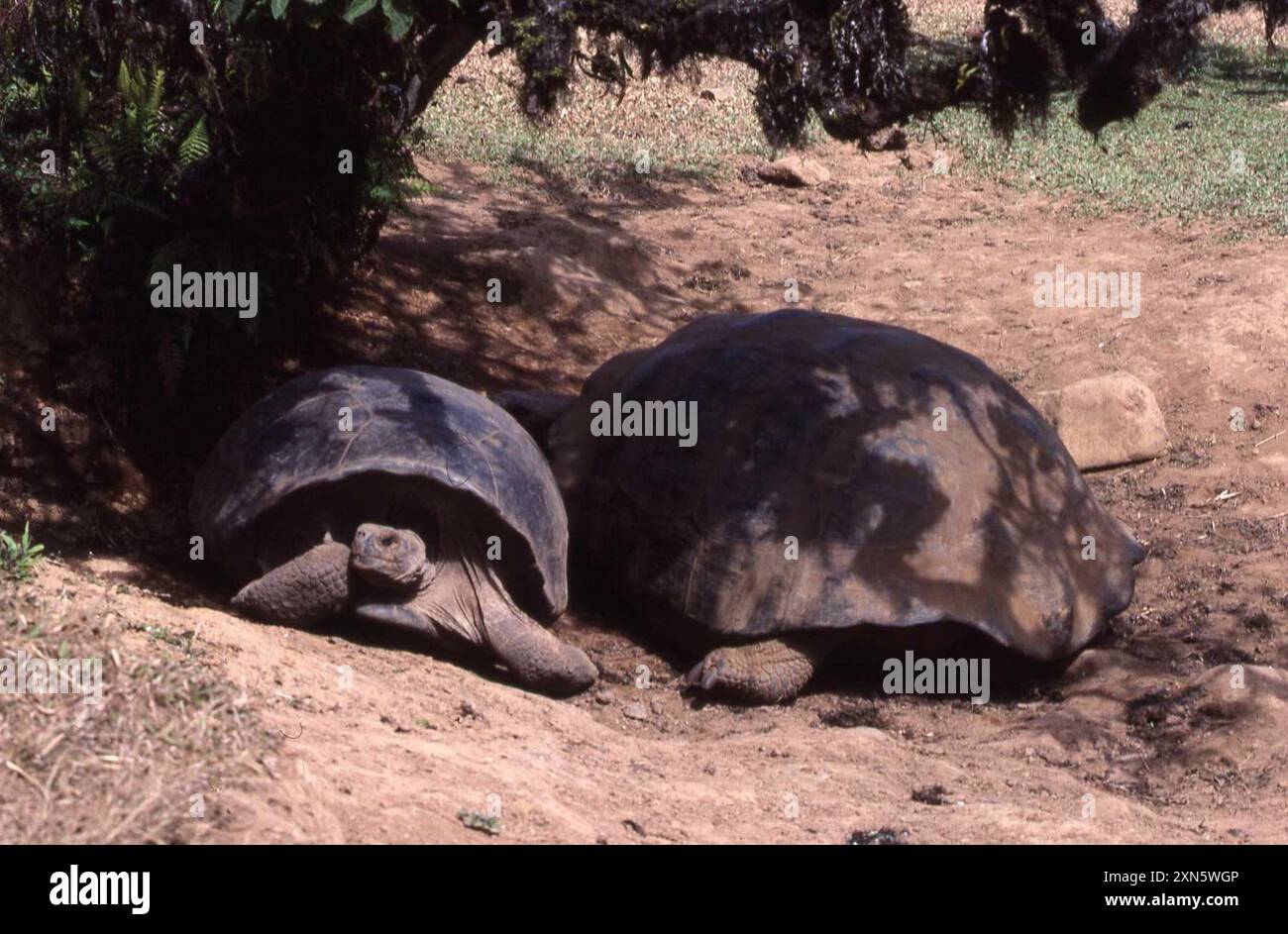 Alcedo Volcano Giant Tortoise (Chelonoidis niger vandenburghi) Reptilia ...