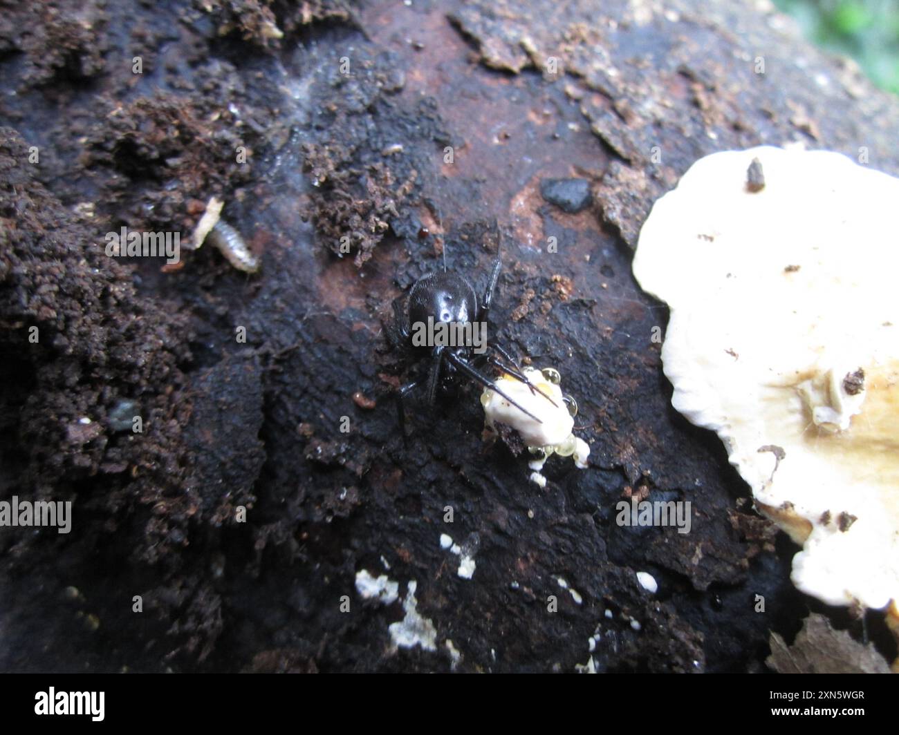 Black Cobweb Spider (Steatoda capensis) Arachnida Stock Photo - Alamy