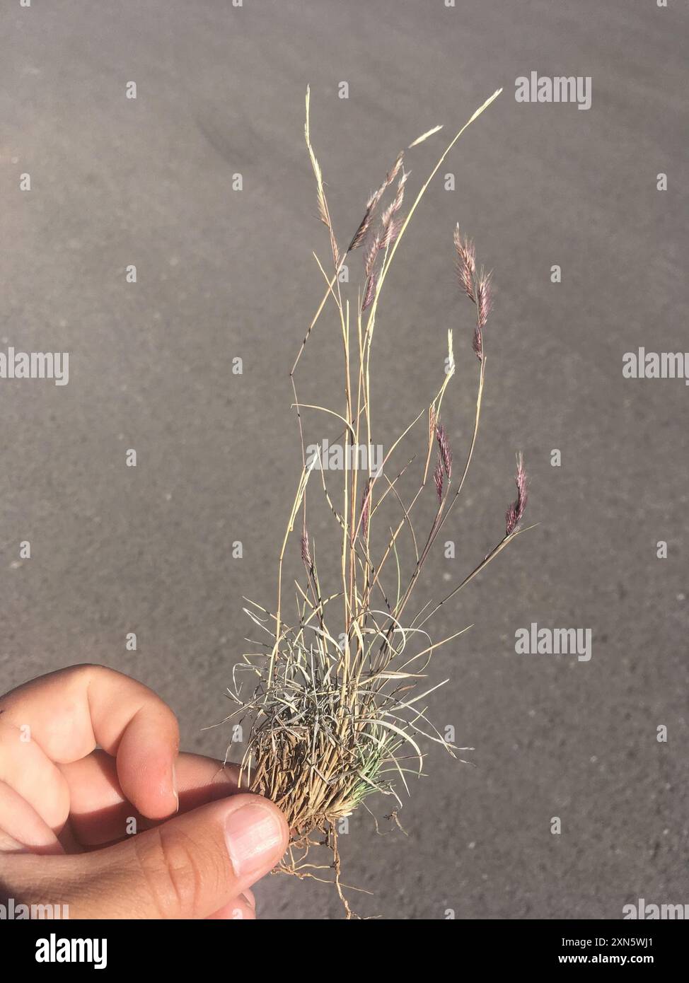 Red Grama (Bouteloua trifida) Plantae Stock Photo - Alamy