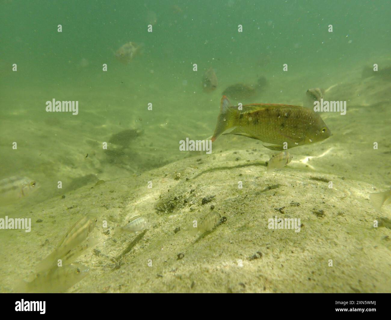 Mozambique Tilapia (Oreochromis mossambicus) Actinopterygii Stock Photo ...
