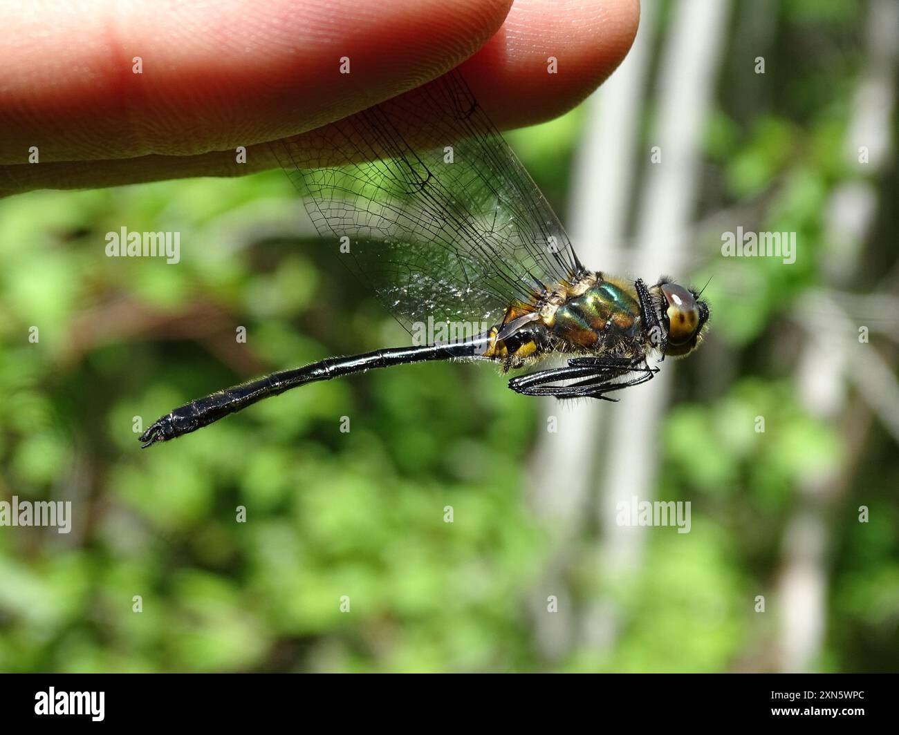 Racket-tailed Emerald (Dorocordulia libera) Insecta Stock Photo - Alamy