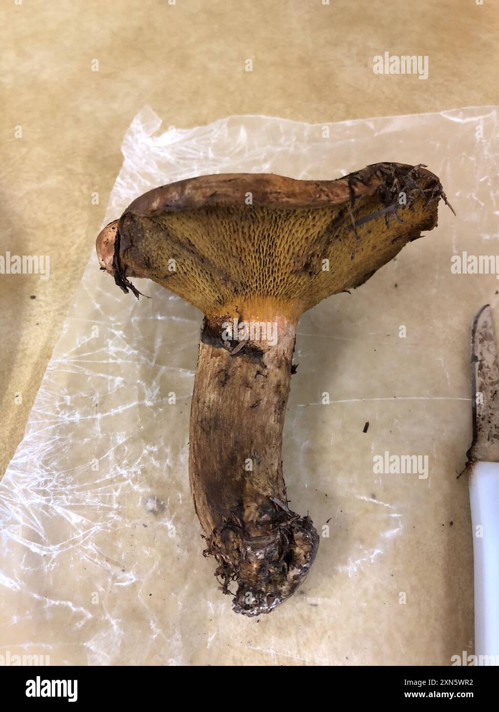 Fat Jack (Suillus caerulescens) Fungi Stock Photo - Alamy