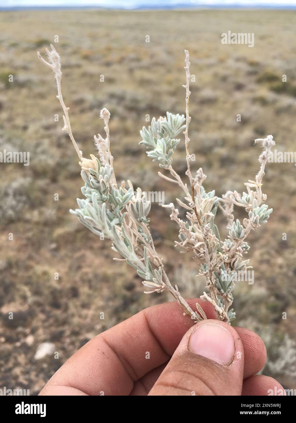 Winterfat (Krascheninnikovia lanata) Plantae Stock Photo - Alamy
