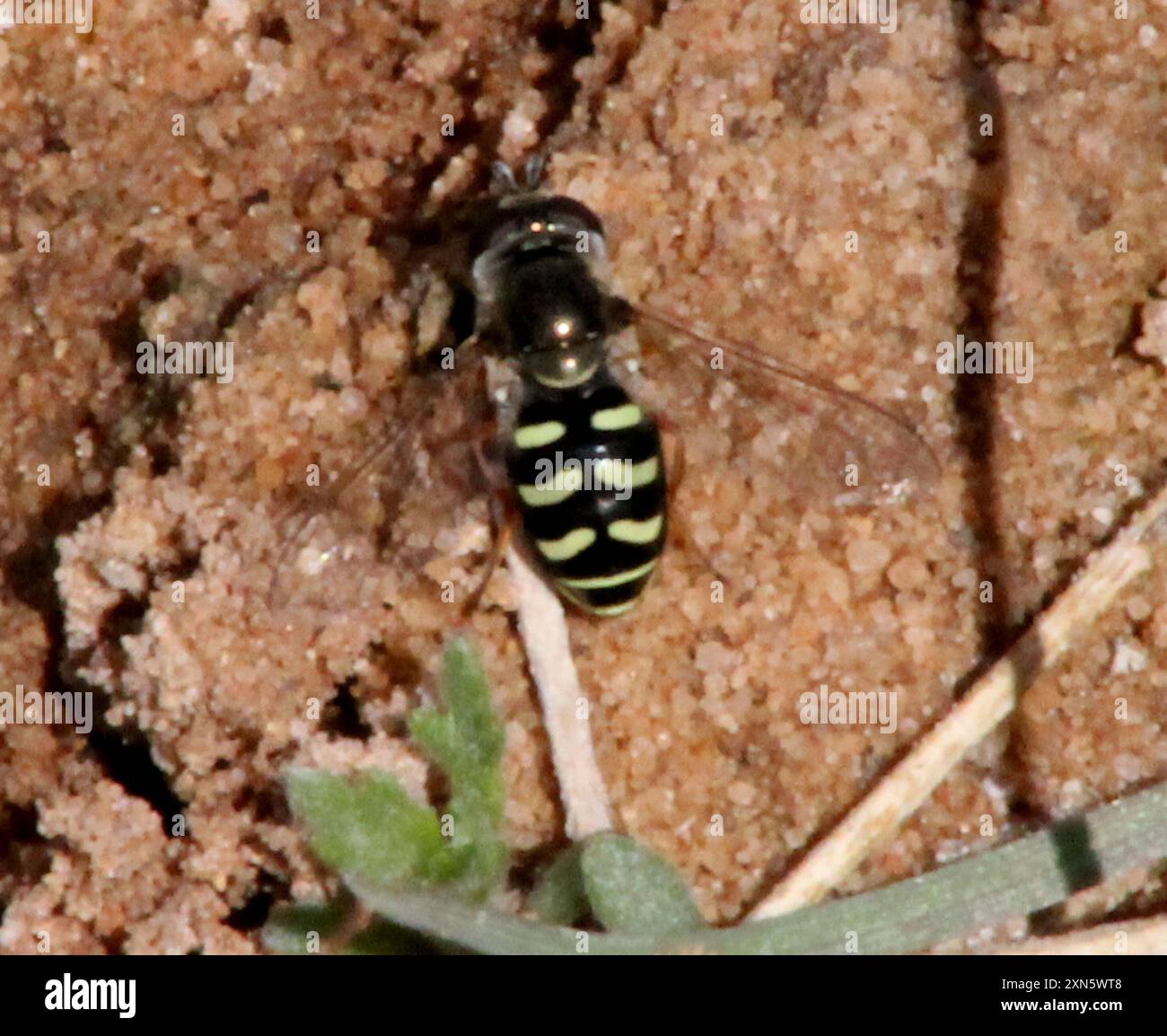 Large-tailed Aphideater (Eupeodes volucris) Insecta Stock Photo - Alamy