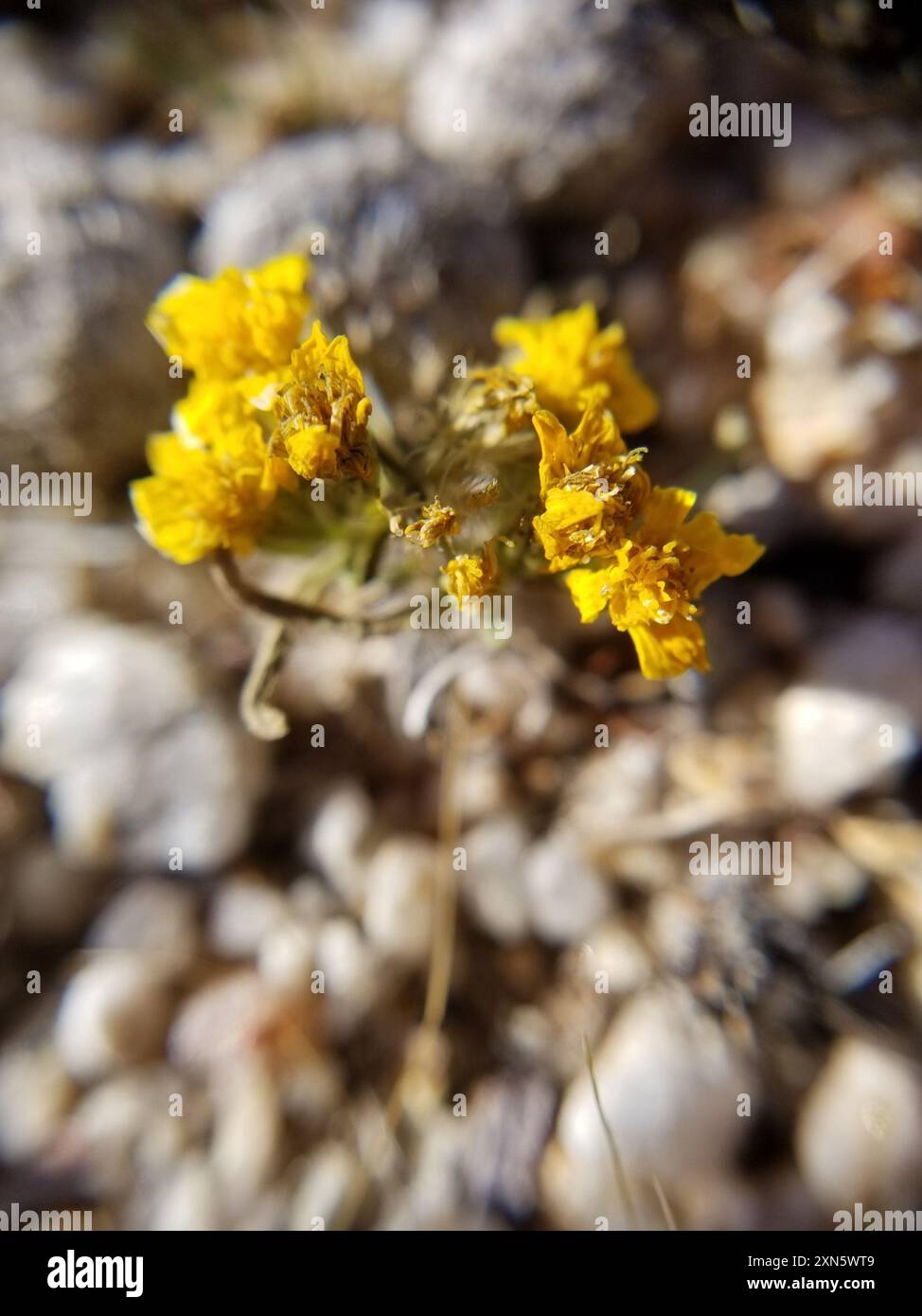 Chinchweed (Pectis papposa) Plantae Stock Photo - Alamy