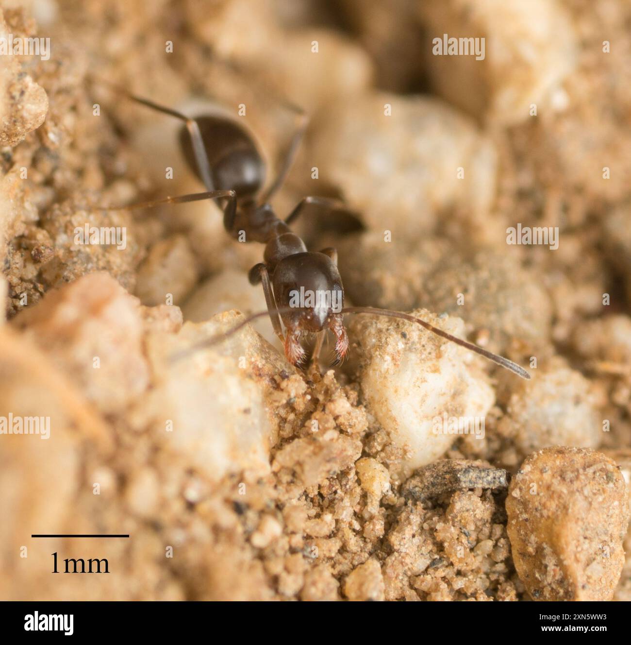 Pyramid Ants (Dorymyrmex) Insecta Stock Photo - Alamy