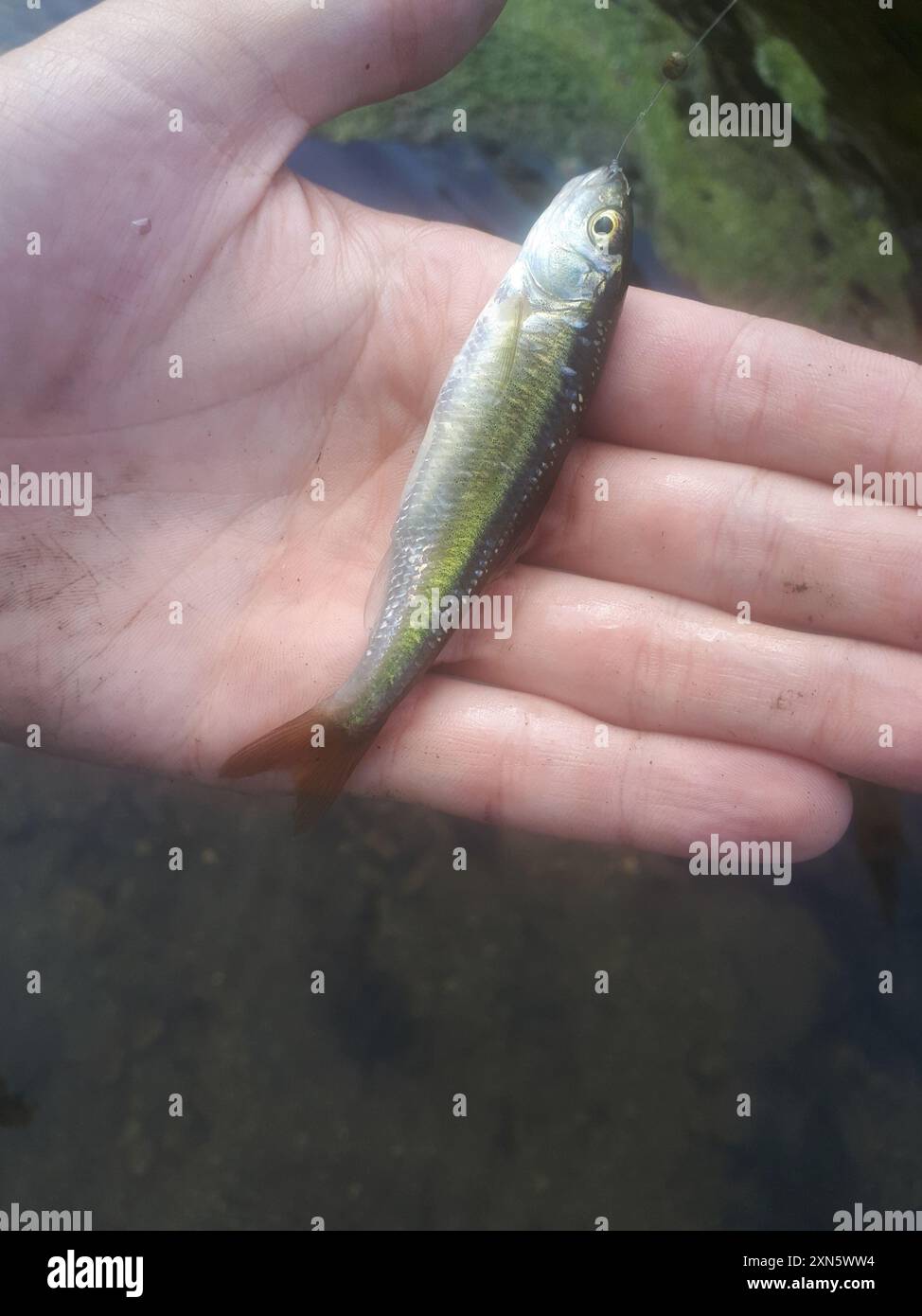 Common Shiner (Luxilus cornutus) Actinopterygii Stock Photo - Alamy