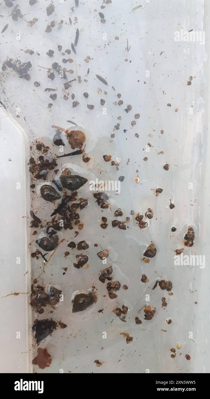 Mud Bithynia (Bithynia tentaculata) Mollusca Stock Photo - Alamy