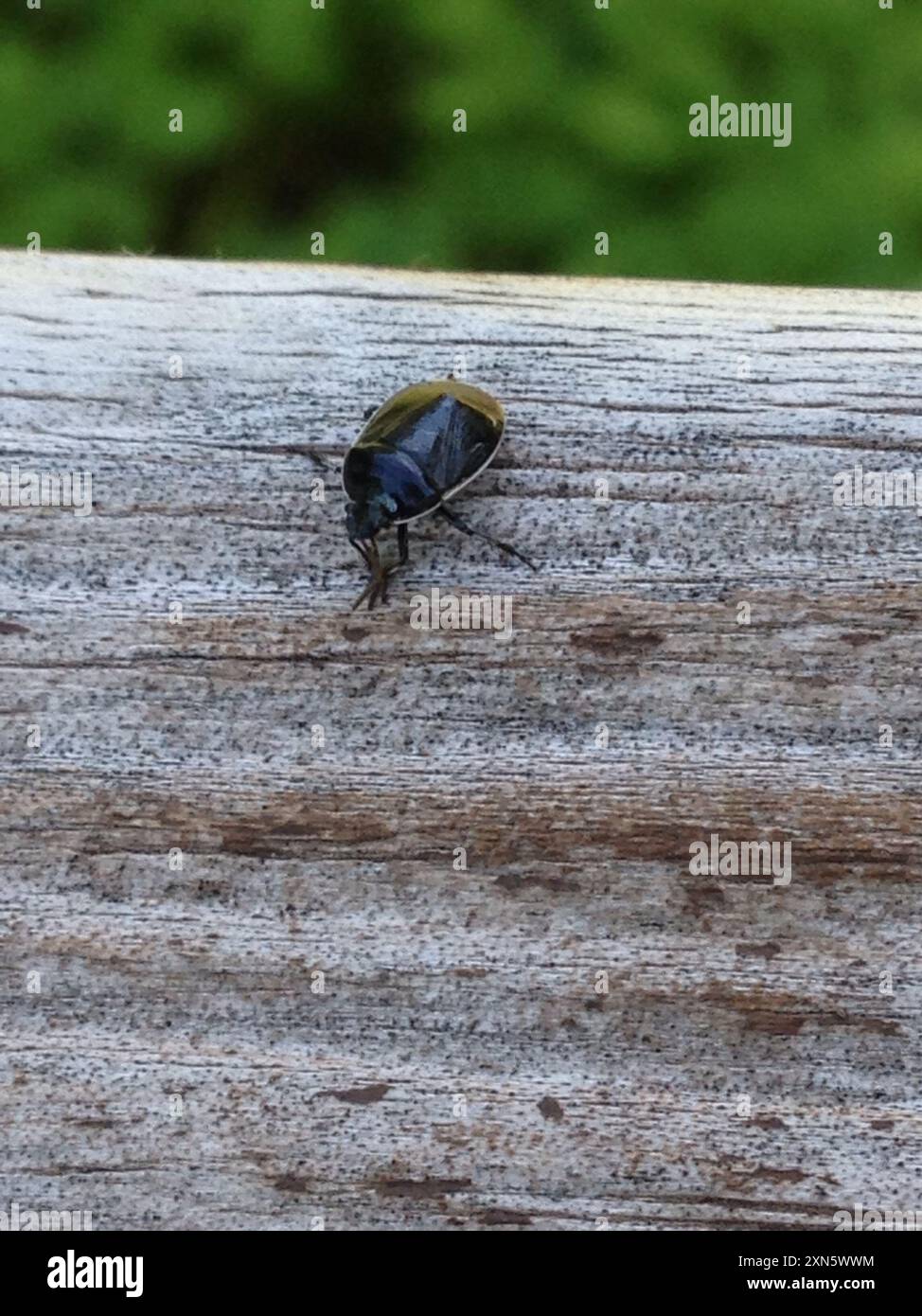 Sehirus cinctus hi-res stock photography and images - Alamy